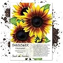 Amazon.com : Package of 85 Seeds, Firecracker Sunflower (Helianthus ...