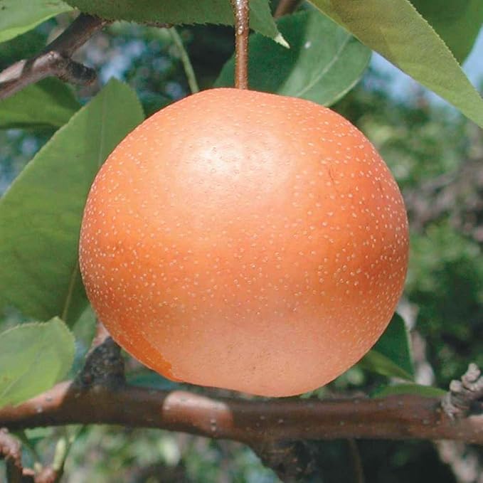 Amazon.com : Chojuro Pear Standard Fruit Tree - Includes one Bare Root ...