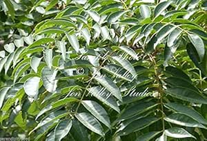 Amazon.com: Choerospondias Axillaris Lapsi Nepali Hog Plum Tree Seeds ...