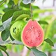 Amazon.com : Sweet Pink Guava Tree Plant Live, Pink Guava Seedlings ...
