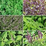 African blue basil - How to grow & care