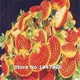 Calceolaria Herbeohybrida - How to grow & care