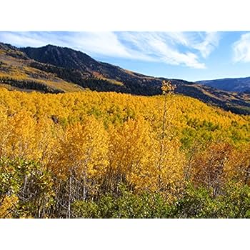 Amazon.com : 1000 Quaking Aspen Tree Seeds, Populus Tremuloides ...