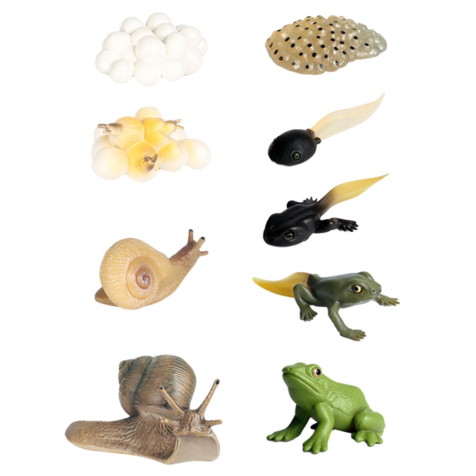 Mua Animal Growth Cycle,Realistic Frog and Snail Biology Model 8pcs ...