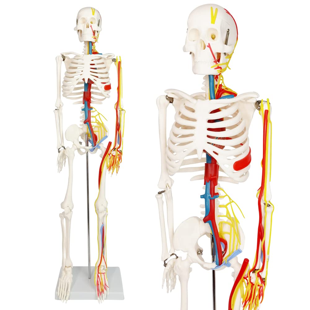 Mua Evotech Mini Human Skeleton Model for Anatomy, 33.5'' 1/2 Life Size ...