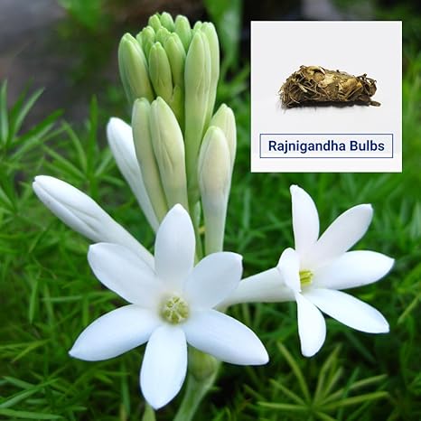 Rajnigandha Flower In English | Best Flower Site