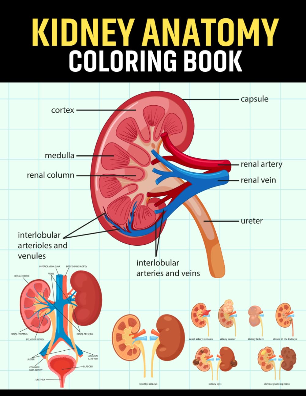 Mua Kidney Anatomy Coloring Book: Nephrology Coloring Book With Details ...