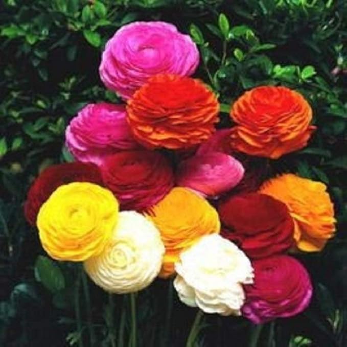 Amazon.com : Ranunculus Rainbow Mix - Persian Buttercup Bulbs (Not ...