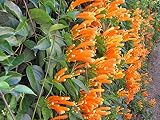 Pyrostegia venusta - How to grow & care