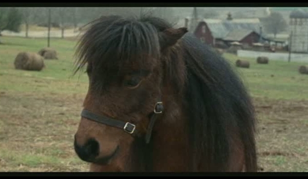 Watch Racing Stripes Scene& It＇s Called A Race Track on Amazon Live