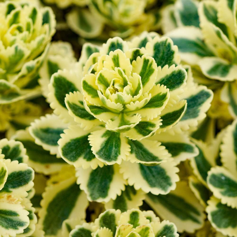 Sedum takesimense 'Atlantis' Chelsea Plant of The Year 2019 in 3 x 9cm ...