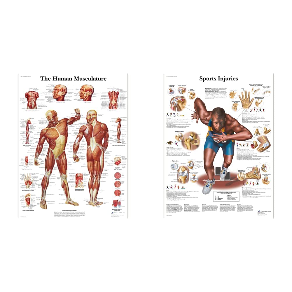 Mua 3B Scientific VR1118L Human Anatomy - Human Musculature Chart ...