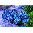 Amazon.com: Blue Maxima Clam - Saltwater Aquarium : Pet Supplies