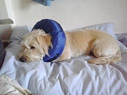 Buster Inflatable Collar, M: Amazon.co.uk: Pet Supplies