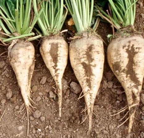 CSNCH 300 Seeds Sugar Beets Sweet White Beet Non-GMO Root Vegetable Or ...