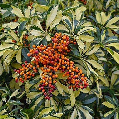 Amazon.com : Trinette Seeds (Schefflera arboricola) 50+ Rare Tropical ...