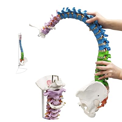 Life Size Flexible Human Spine Model with Hyoid Bone Barbados | Ubuy