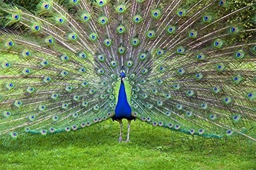 OFILA Peacock Backdrop 5x3ft The Peacock Spread His Tail Background ...