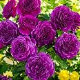 Amazon.com : Purple Climbing Rose Live Plant, Fragrant Climber Rose for ...
