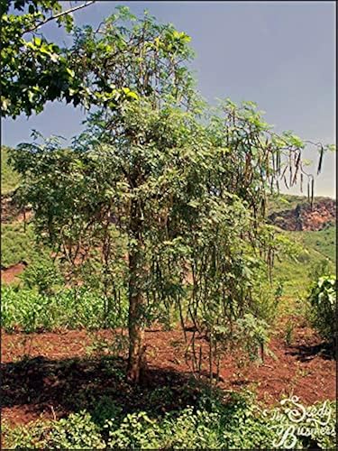 Moringa oleifera (African Drumstick Tree) - 100 Seeds for Planting in ...