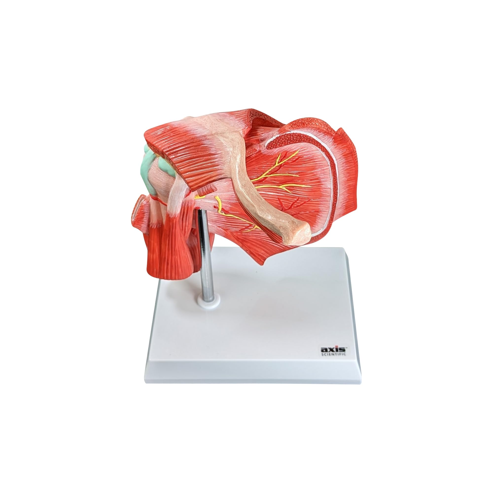 Mua Muscled Shoulder Joint Model – Shows Complete Shoulder Musculature ...