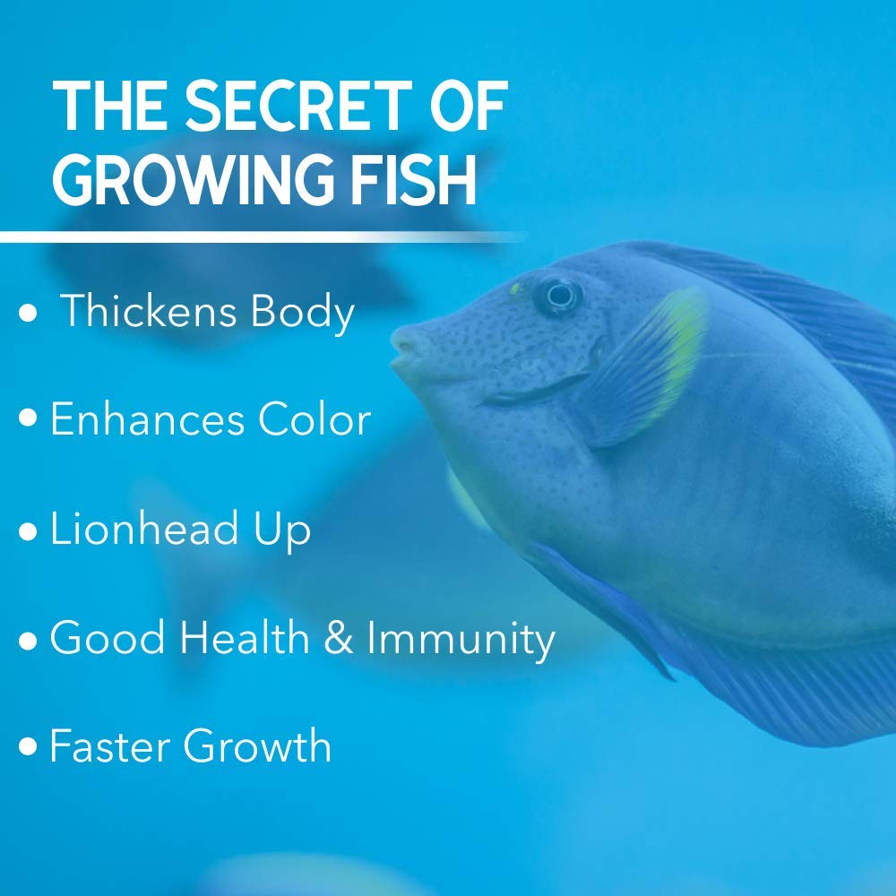 HULX Goldfish Food Sinking Pellets For Big Muscle & Mass Weight Gain ...