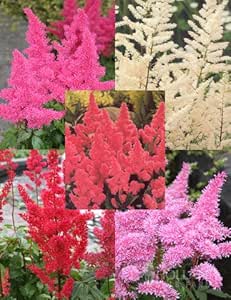 Amazon.com : Mixed Astilbe Value Bag : Patio, Lawn & Garden