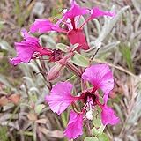 Clarkia - How to grow plants