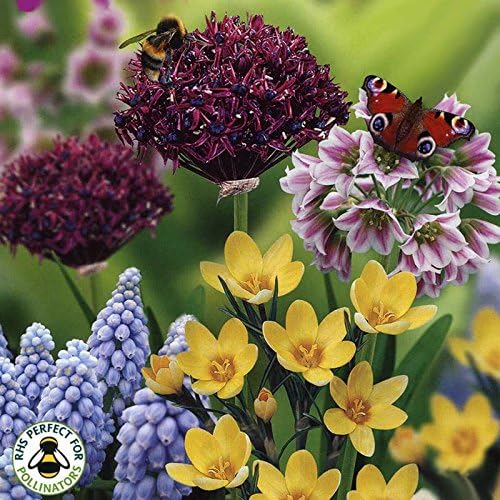 Bees and Butterflies Collection -75 Bulbs: Amazon.co.uk: Garden & Outdoors