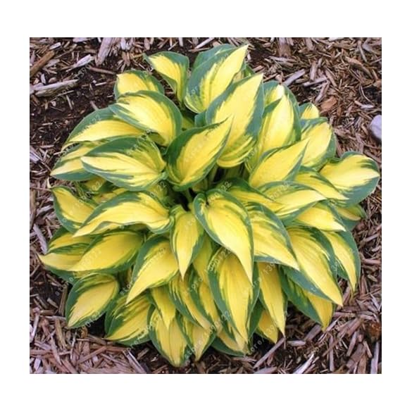 Montana Aureomarginata Hosta Seeds! COMB. - thehostafarm.com