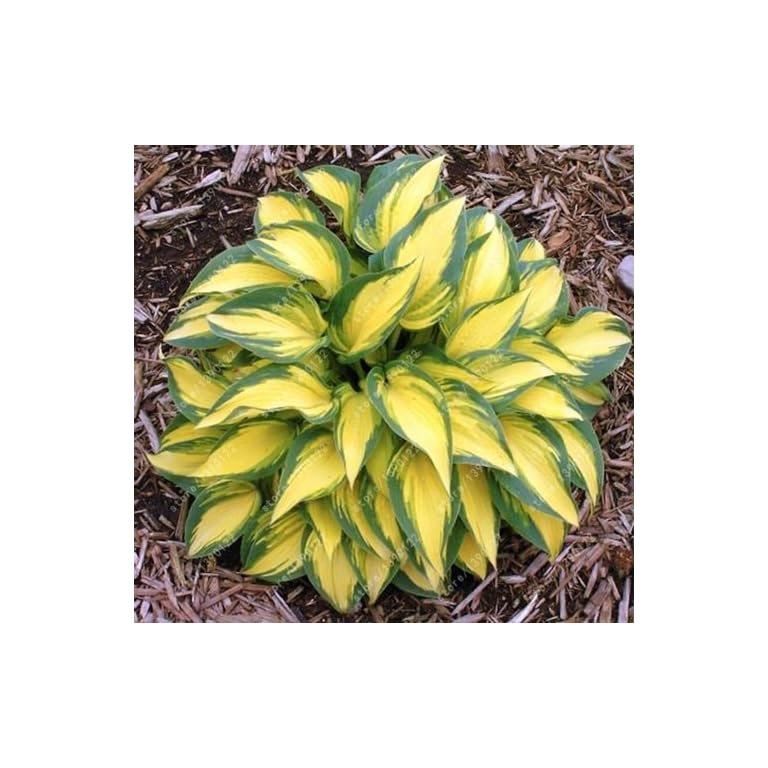 Montana Aureomarginata Hosta Seeds! COMB. - thehostafarm.com