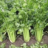 Kailan Kichi - Chinesische Brokkoli - 100 Samen: Amazon.de: Garten