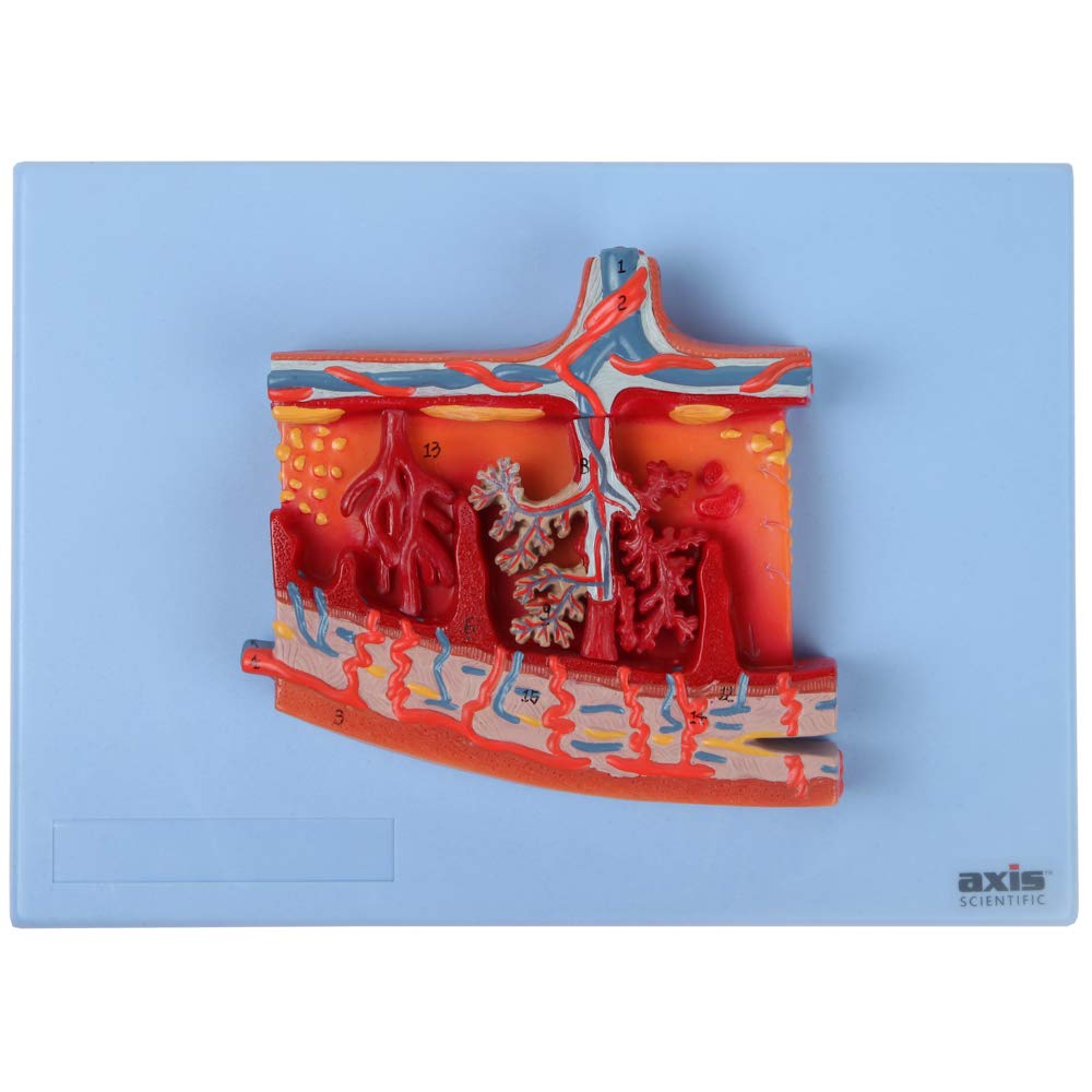Mua Axis Scientific Enlarged Model of Placenta | Human Reproductive ...