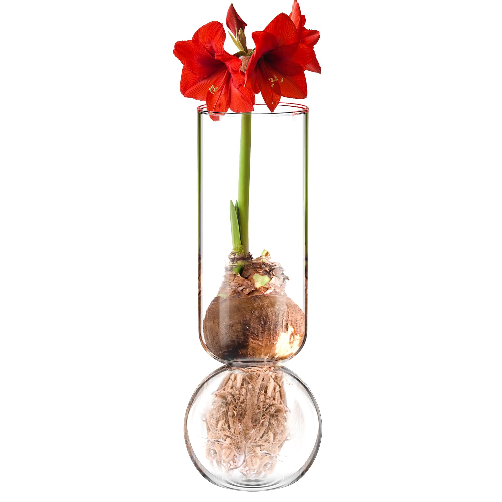 Newtay Glass Bulb Vase 11 Inches Tall Flower Vase No Messy Soil Bulb ...