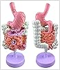 Intestine Human Gastrointestinal Model,Large Intestine Pathology Model ...