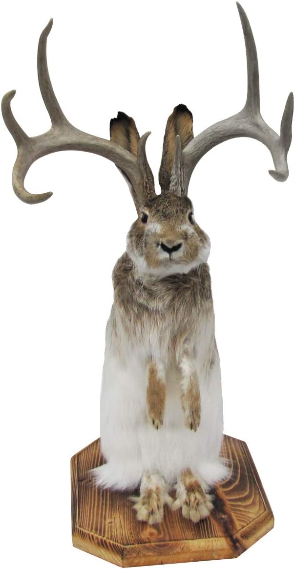 Amazon.com: TG,LLC Treasure Gurus Genuine Taxidermy Life Size Adult ...