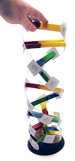 Amazon.com: DNA Model Kit: Industrial & Scientific