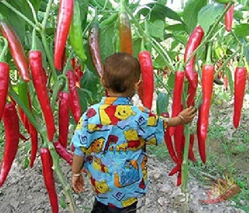 Seeds (red giant * * *) vegetables capsicum semi ten red giant new ...