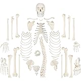 Gravity lab Human Bone Set For Medical Students Imported: Amazon.in ...