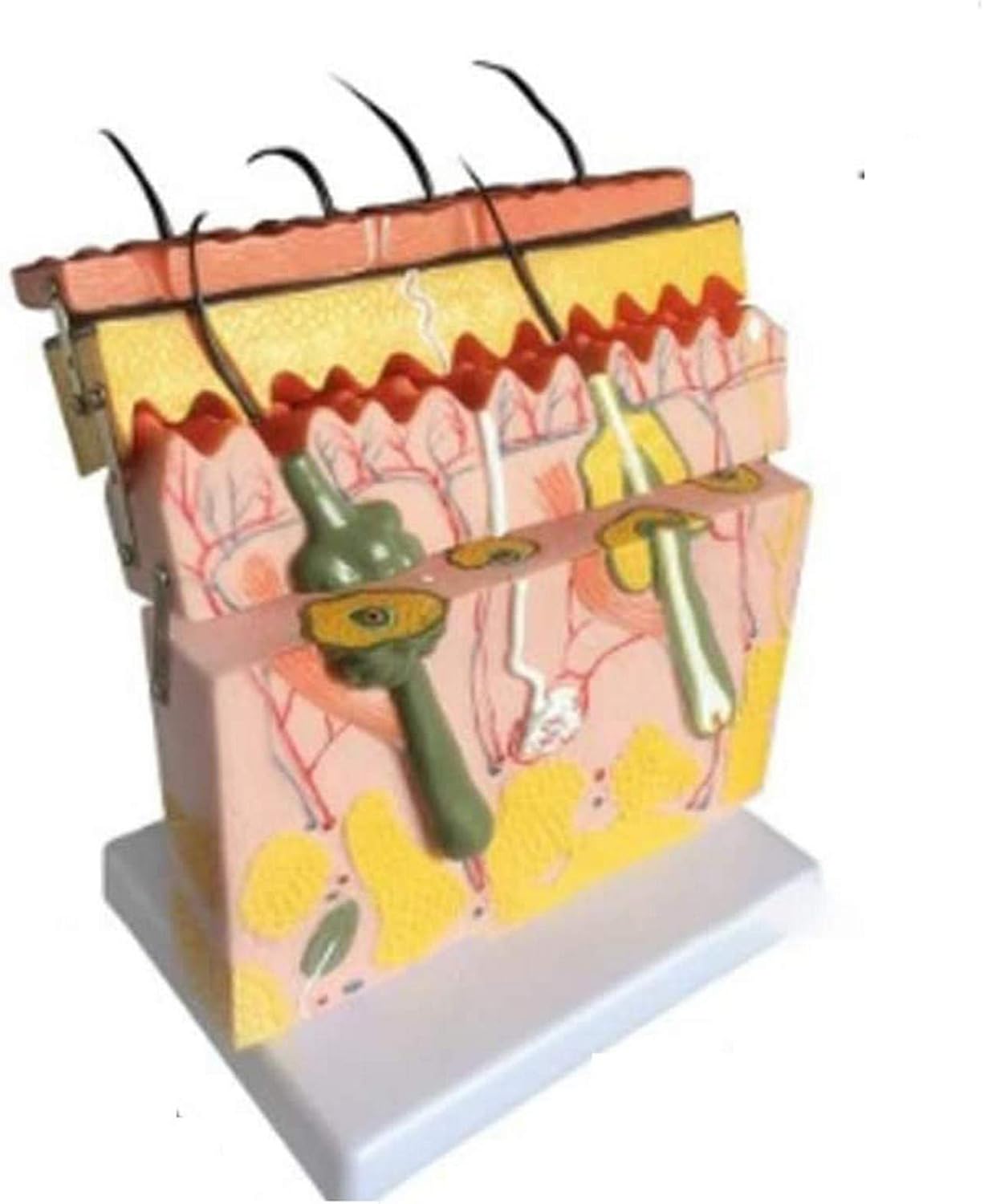 Human Skin Tissue Structure Enlarged Model,Simulation Skin Model Block ...