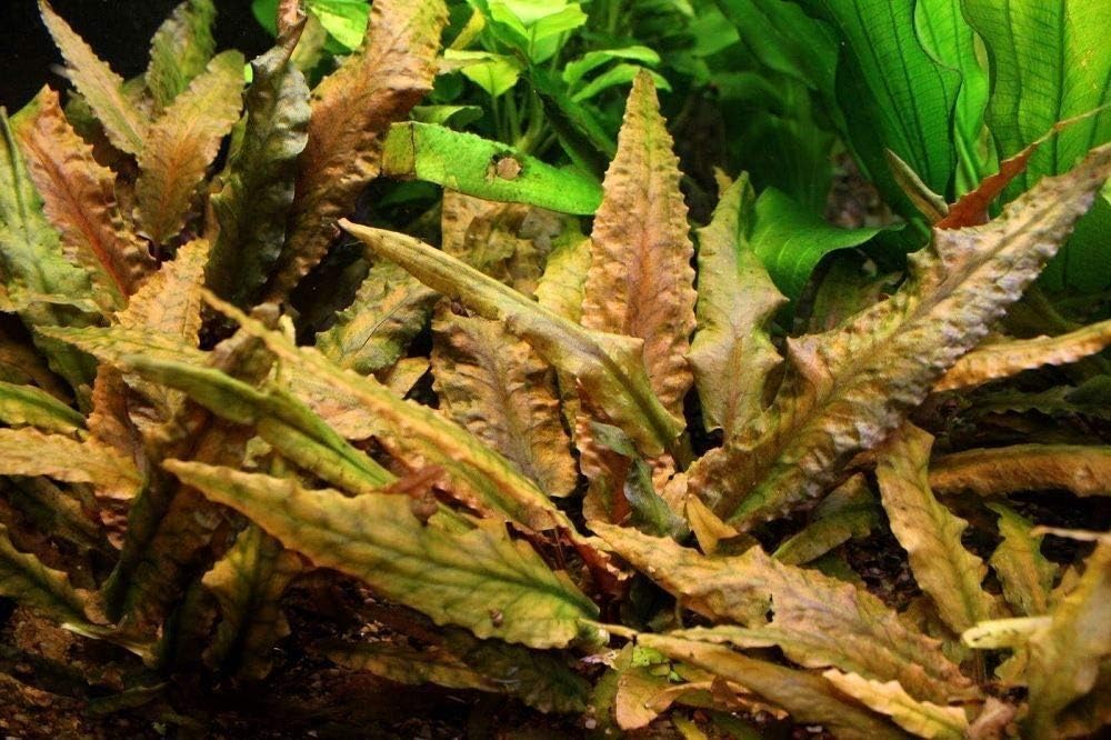 Amazon.com: Cryptocoryne wendtii Red - 1 Bunch - Live Aquarium Plant ...