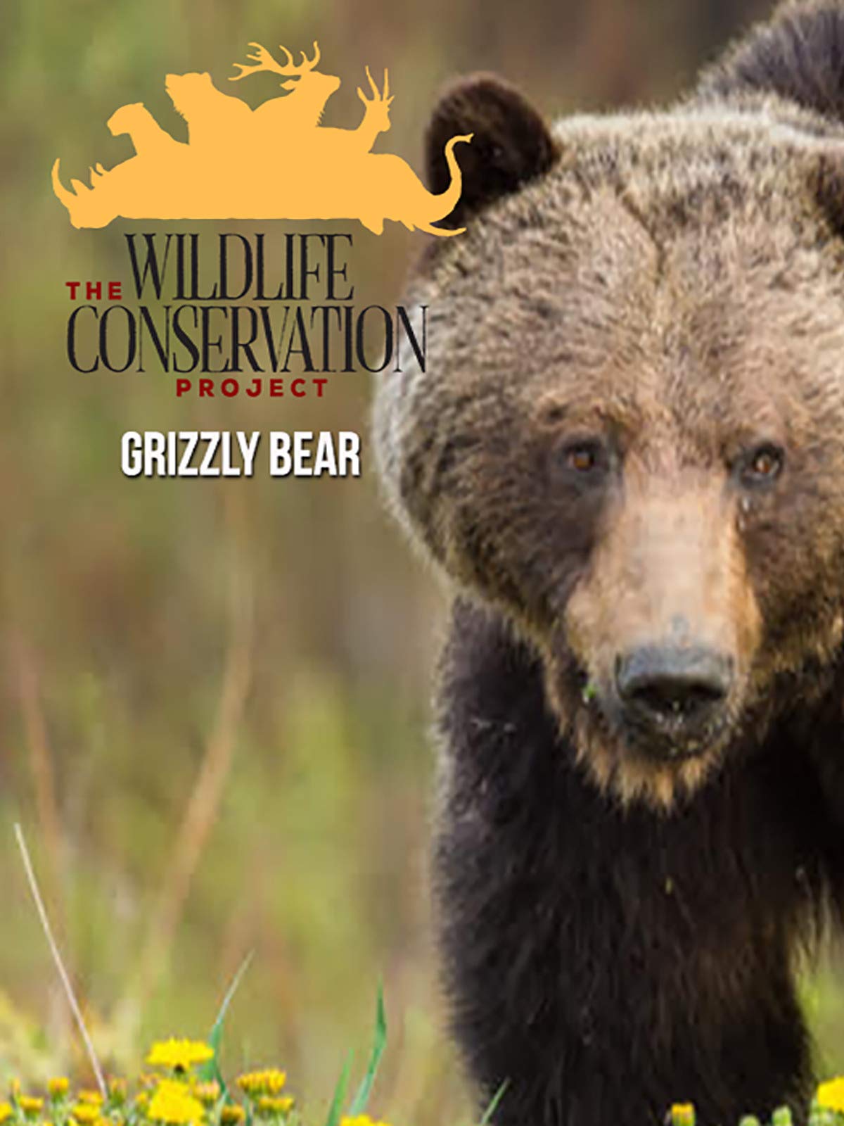 Watch The Wildlife Conservation Project: Grizzly Bear | Prime Video