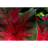 Amazon.com : 10 Florida Clown Caladium Bulbs for Planting - Perennial ...