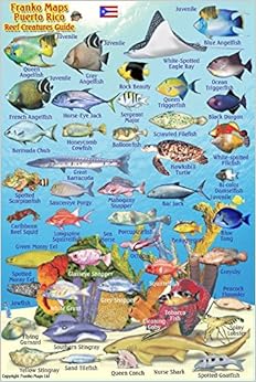 Puerto Rico Reef Creatures Identification Guide Franko Maps Laminated ...