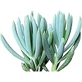 Amazon.com : Senecio Blue Chalk Sticks Senecio Serpens Succulent (2 ...