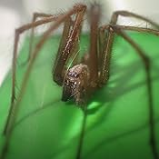 Snapy insect catcher (yellow / red / green / blue): Amazon.co.uk: Pet ...