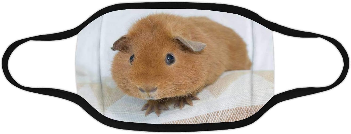 AA Guinea Pig Photo (Edit No,Respirator Mask for Dust Masks Face ...