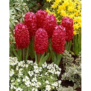 Amazon.com : Willard & May Jan Bos Pink Hyacinth Bulbs - 8 Bulbs : Garden & Outdoor