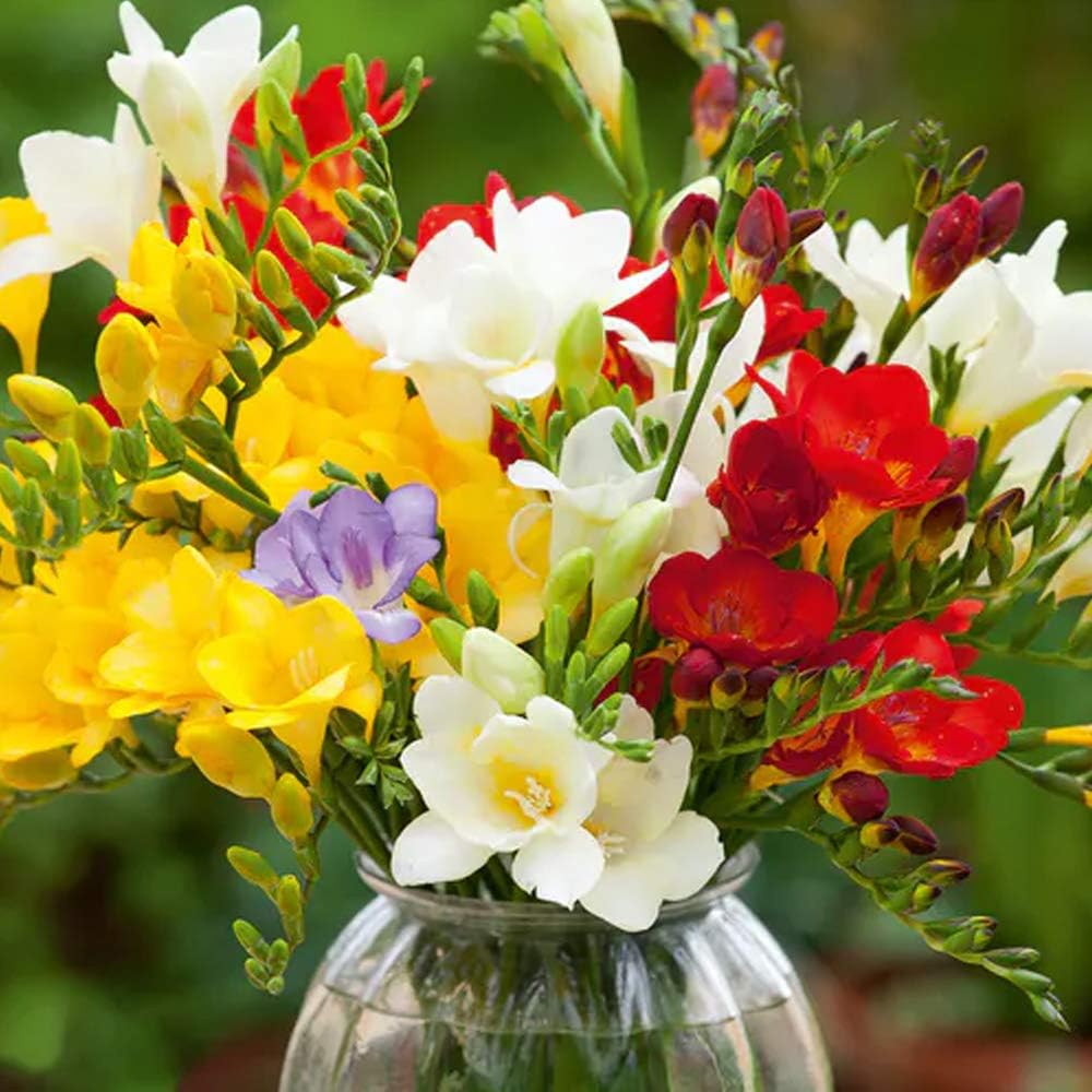 12 x Single Mixed Freesia – Great to Plant in containers, windowsills ...