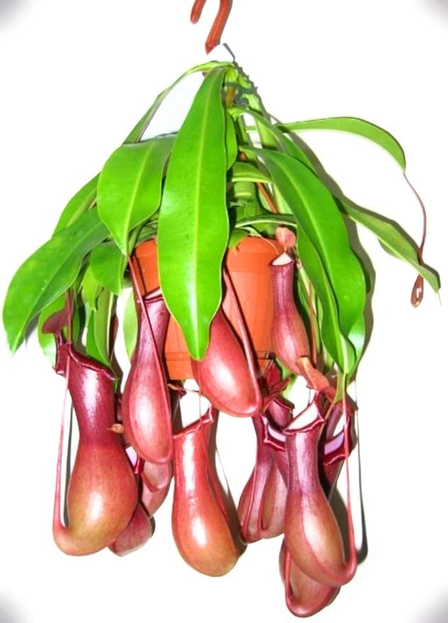 Nepenthes - Monkey Jars, Pitcher Carnivorous Indoor Plant: Amazon.co.uk ...